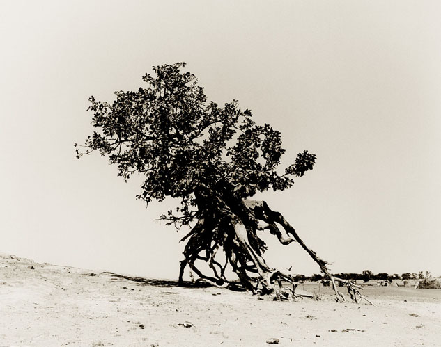 WALKING TREE - Gotham Notting Hill